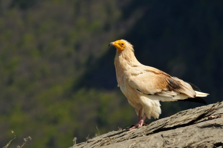 18 Different Types of Vultures (With Pictures)
