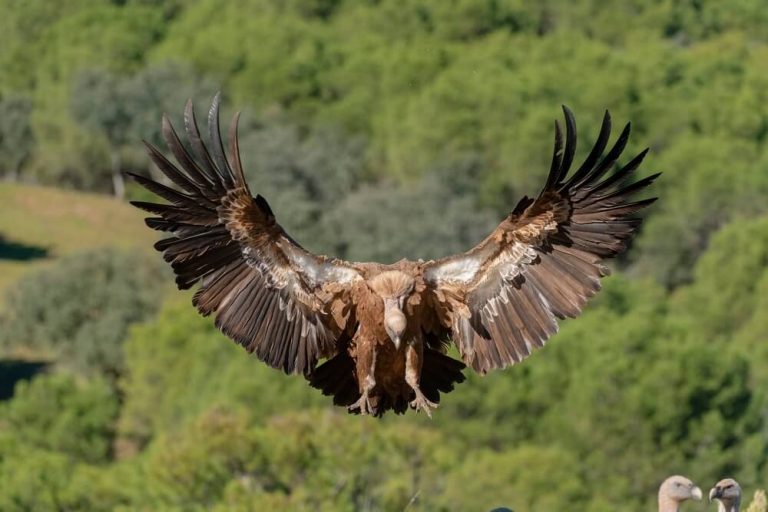 18 Different Types of Vultures (With Pictures)