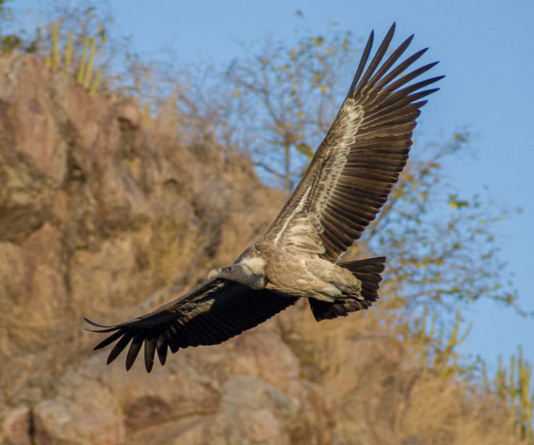 18 Different Types of Vultures (With Pictures)