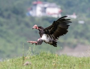 18 Different Types of Vultures (With Pictures)