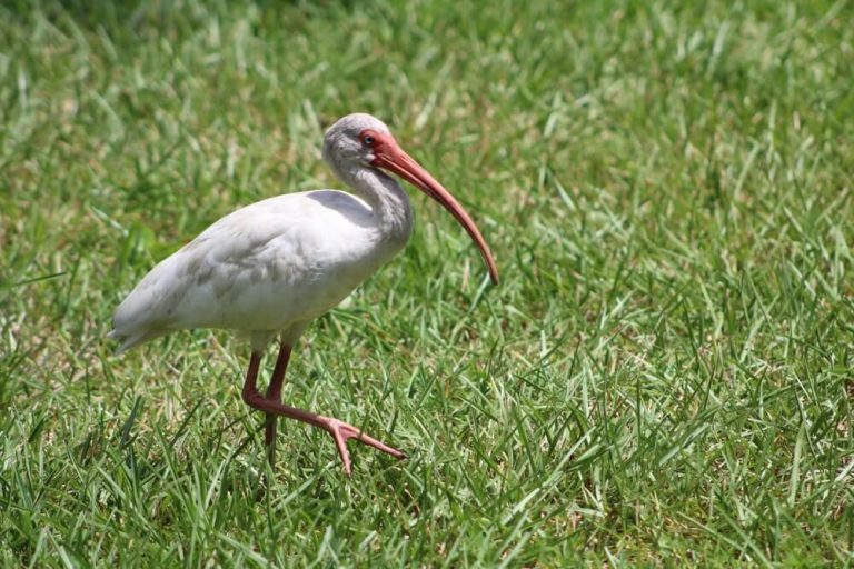 21 Unique White Birds With Long Necks - BirdChronicle.com