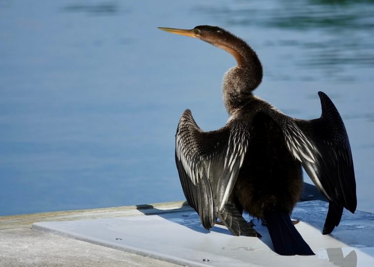 30 Stunning Black Birds With White Wings - BirdChronicle.com