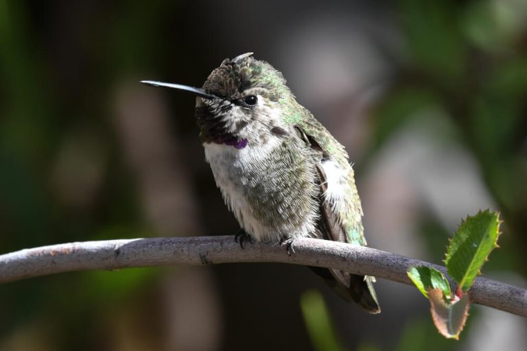 19 Types of Hummingbirds in Texas (with Pictures)