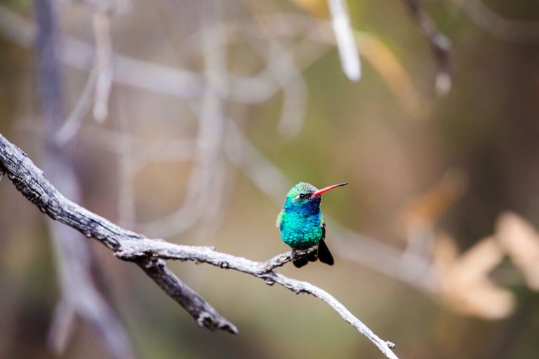 5 Hummingbirds in New York - BirdChronicle.com