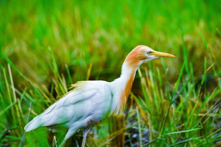 21 Unique White Birds With Long Necks - BirdChronicle.com