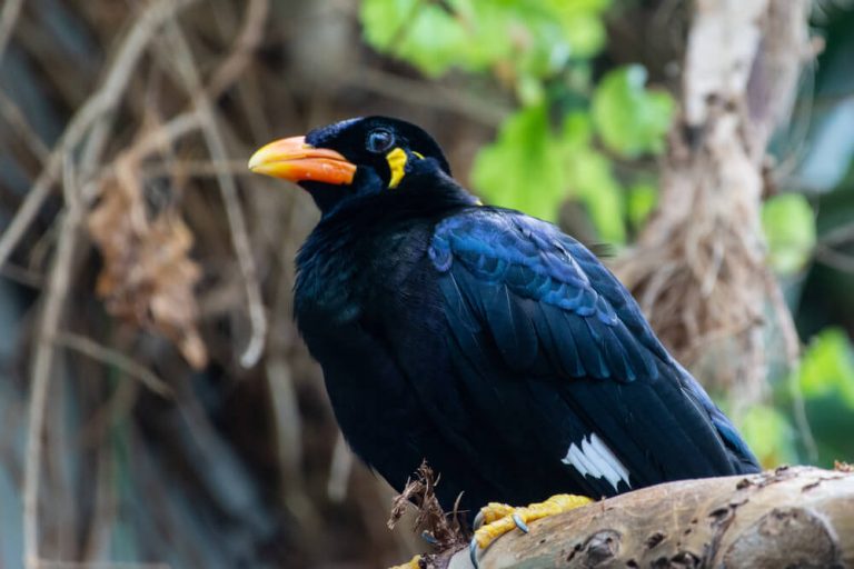 31 Birds That Start With E (With Pictures)