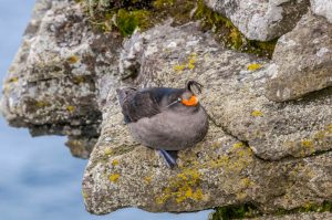 41 Gorgeous Birds With Orange Beaks - BirdChronicle.com
