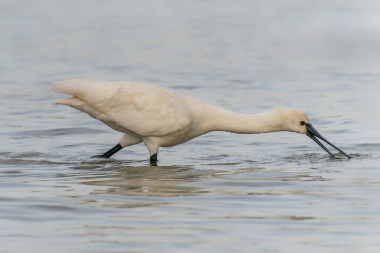 21 Unique White Birds With Long Necks - BirdChronicle.com