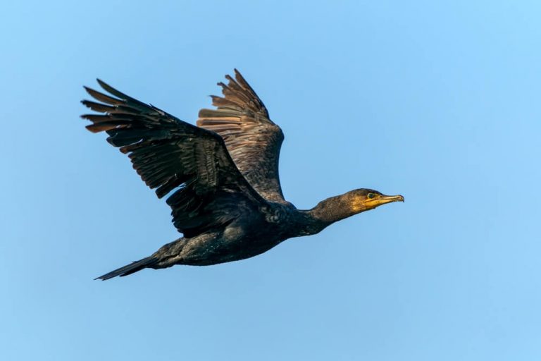 22 Beautiful Black Birds With Orange Beaks (with Photos)