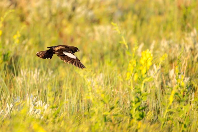 30 Stunning Black Birds With White Wings - BirdChronicle.com