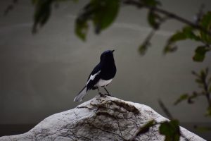 30 Stunning Black Birds With White Wings - BirdChronicle.com
