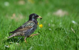 20 Types Of Bird Beaks & What They Eat (With Pictures)