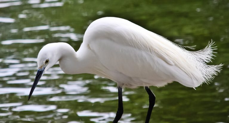 21 Unique White Birds With Long Necks - BirdChronicle.com