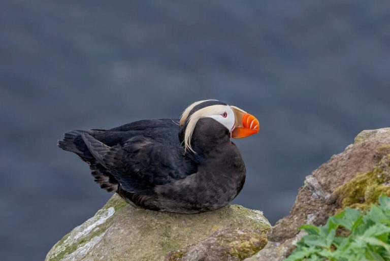 41 Gorgeous Birds With Orange Beaks - BirdChronicle.com