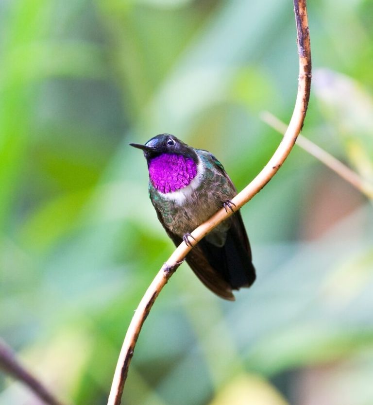 19 Types of Hummingbirds in Texas (with Pictures)