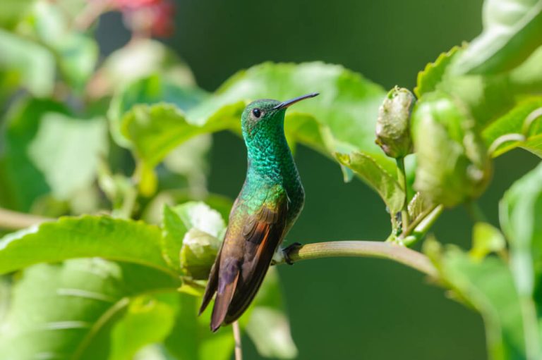 13 Interesting Rivoli’s Hummingbird Facts