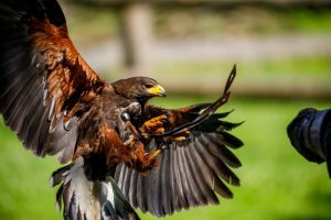 Are Hawks Dangerous To Humans? (Find Out Why)