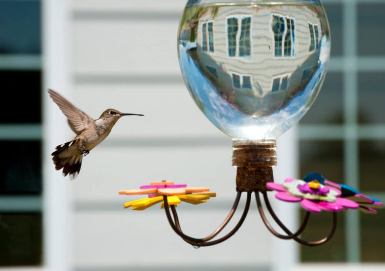 How To Get A Hummingbird Out Of Your House (6 Steps)