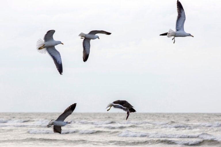 Are Seagulls Protected Birds In USA? (Everything To Know)