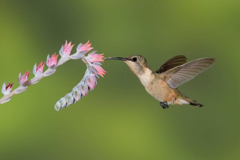 19 Types of Hummingbirds in Texas (with Pictures)
