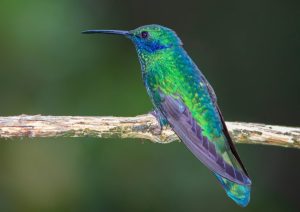 8 Hummingbirds in Wisconsin (ID Guide & Pictures)