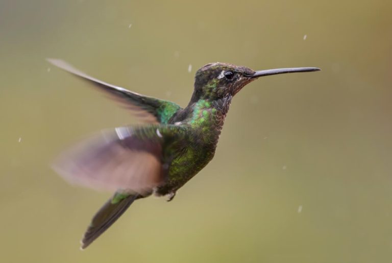 13 Interesting Rivoli’s Hummingbird Facts