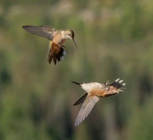 Why Are Hummingbirds So Aggressive? (11 Reasons)