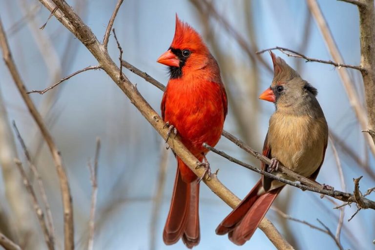 What Does A Cardinal Represent? (19 Meanings & Symbolism)