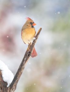 What Does A Cardinal Represent? (19 Meanings & Symbolism)
