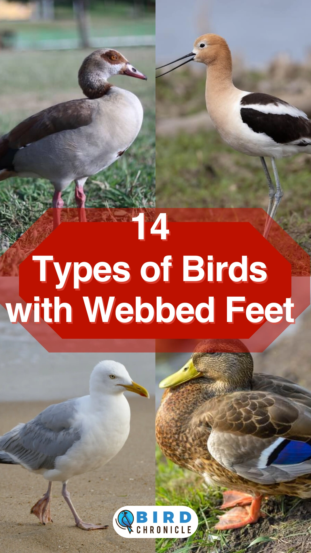 14 Types Of Birds With Webbed Feet with Pictures 