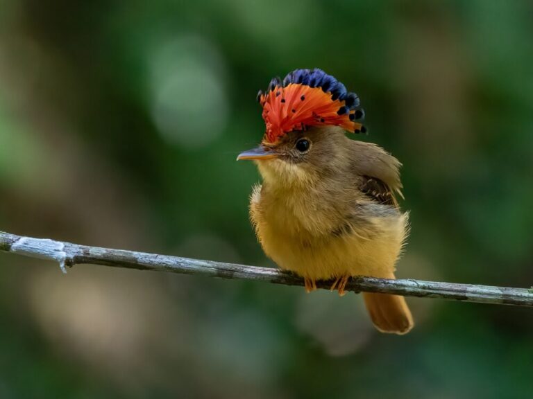 37 Stunning Birds With Mohawks (With Pictures)