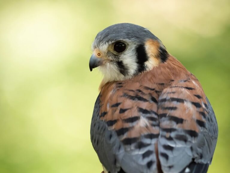 26 Birds That Eat Other Birds (With Photos)