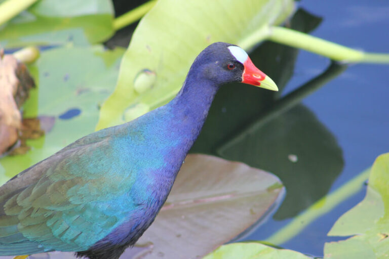 43 Amazing Purple Birds (With Photos)