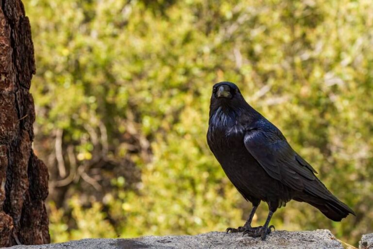 26 Birds That Eat Other Birds (With Photos)