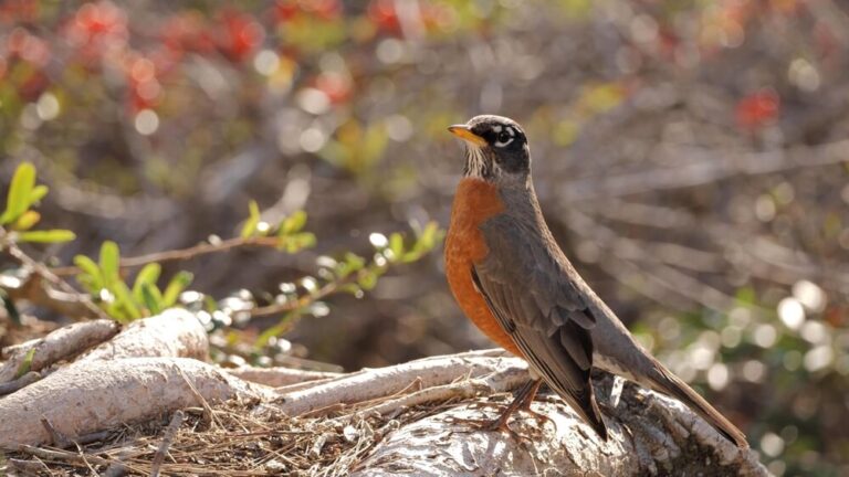 24 Interesting Facts About The American Robin