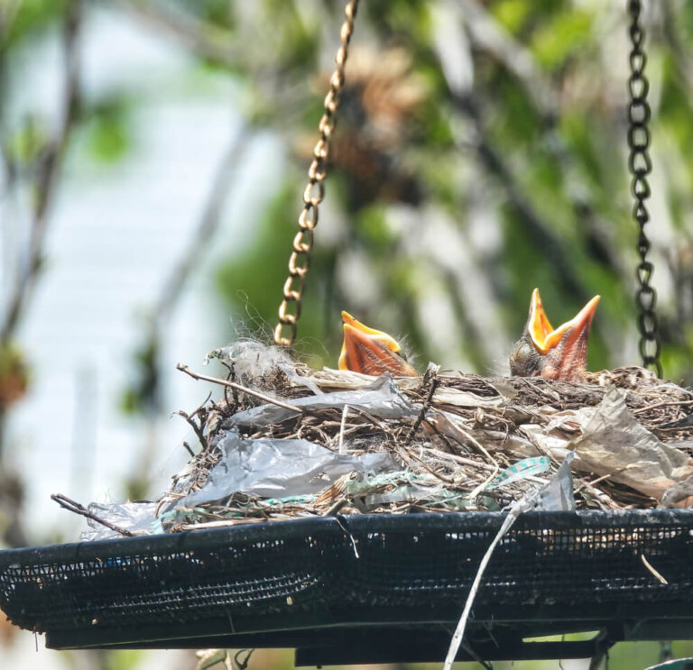 24 Interesting Facts About The American Robin