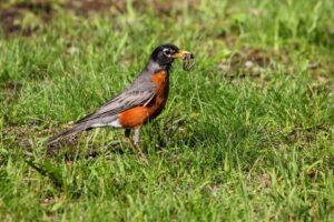 24 Interesting Facts About The American Robin