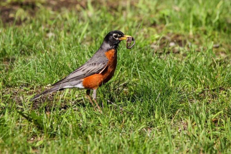 24 Interesting Facts About The American Robin