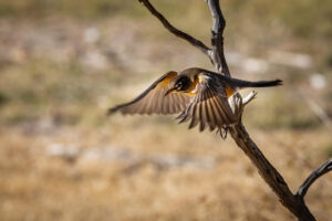 24 Interesting Facts About The American Robin