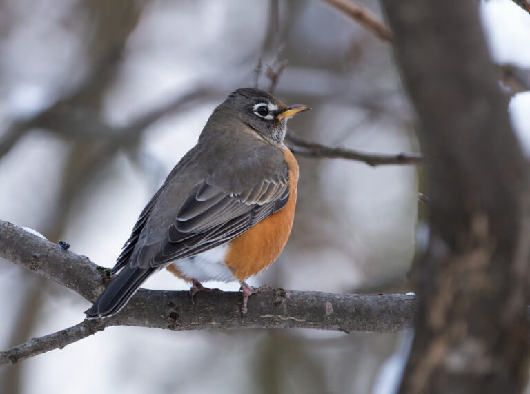 24 Interesting Facts About The American Robin