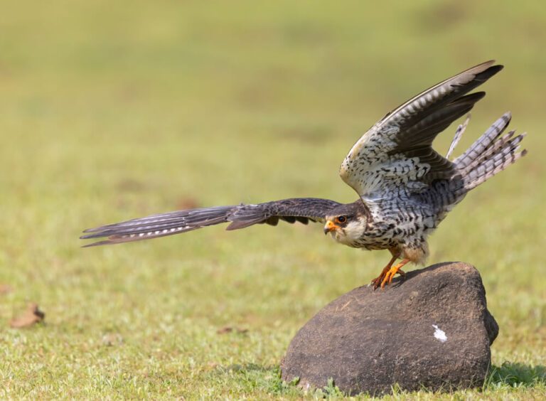 41 Gorgeous Birds With Orange Beaks - BirdChronicle.com