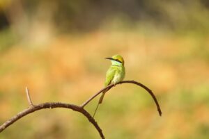 21 Beautiful Small Green Birds (With Pictures & Facts)