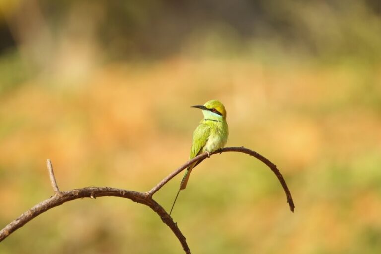 21 Beautiful Small Green Birds (With Pictures & Facts)