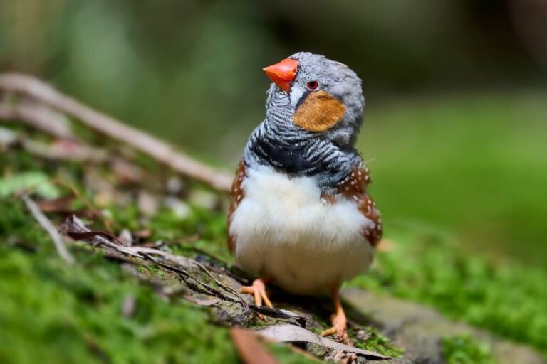 41 Gorgeous Birds With Orange Beaks - BirdChronicle.com