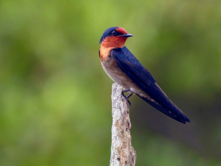 43 Amazing Purple Birds (With Photos)