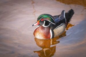 21 Facts About Wood Ducks