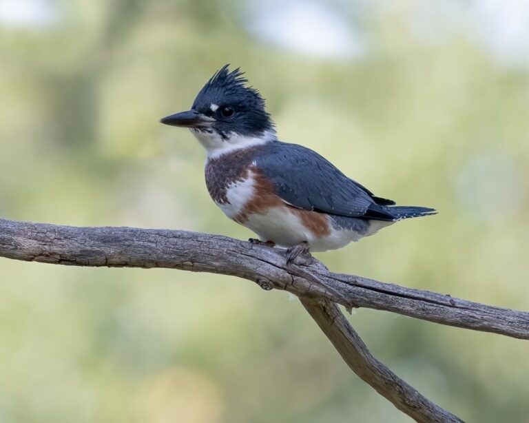 37 Stunning Birds With Mohawks (With Pictures)