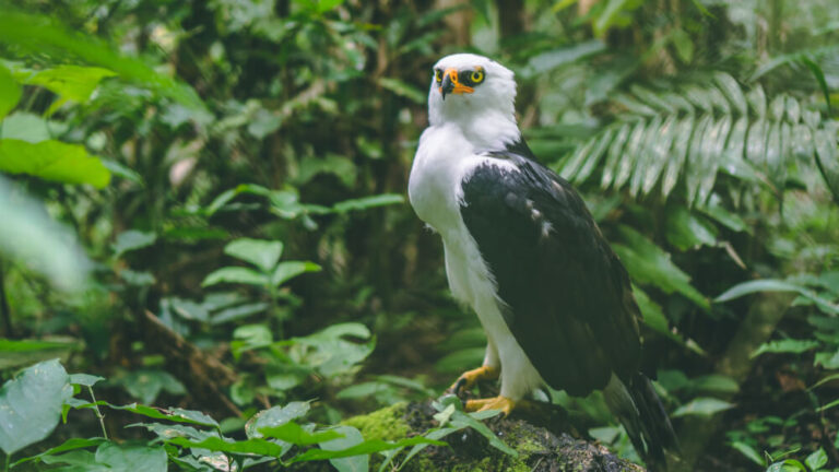 17 Incredible White Birds of Prey (ID Guide with Pictures)