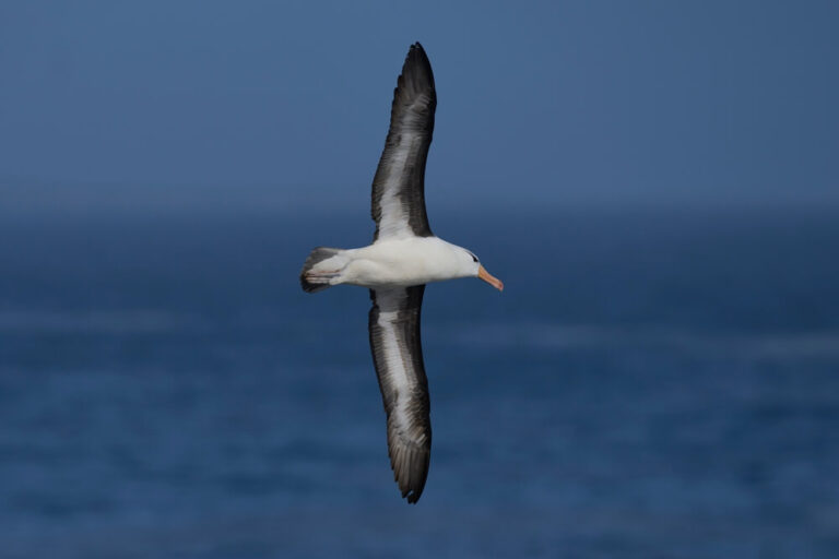17 Biggest Birds In The World (Photos)