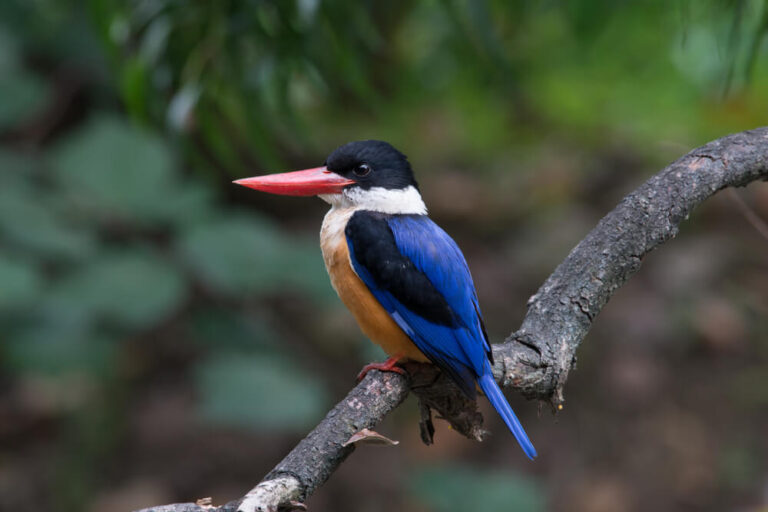 43 Amazing Purple Birds (With Photos)
